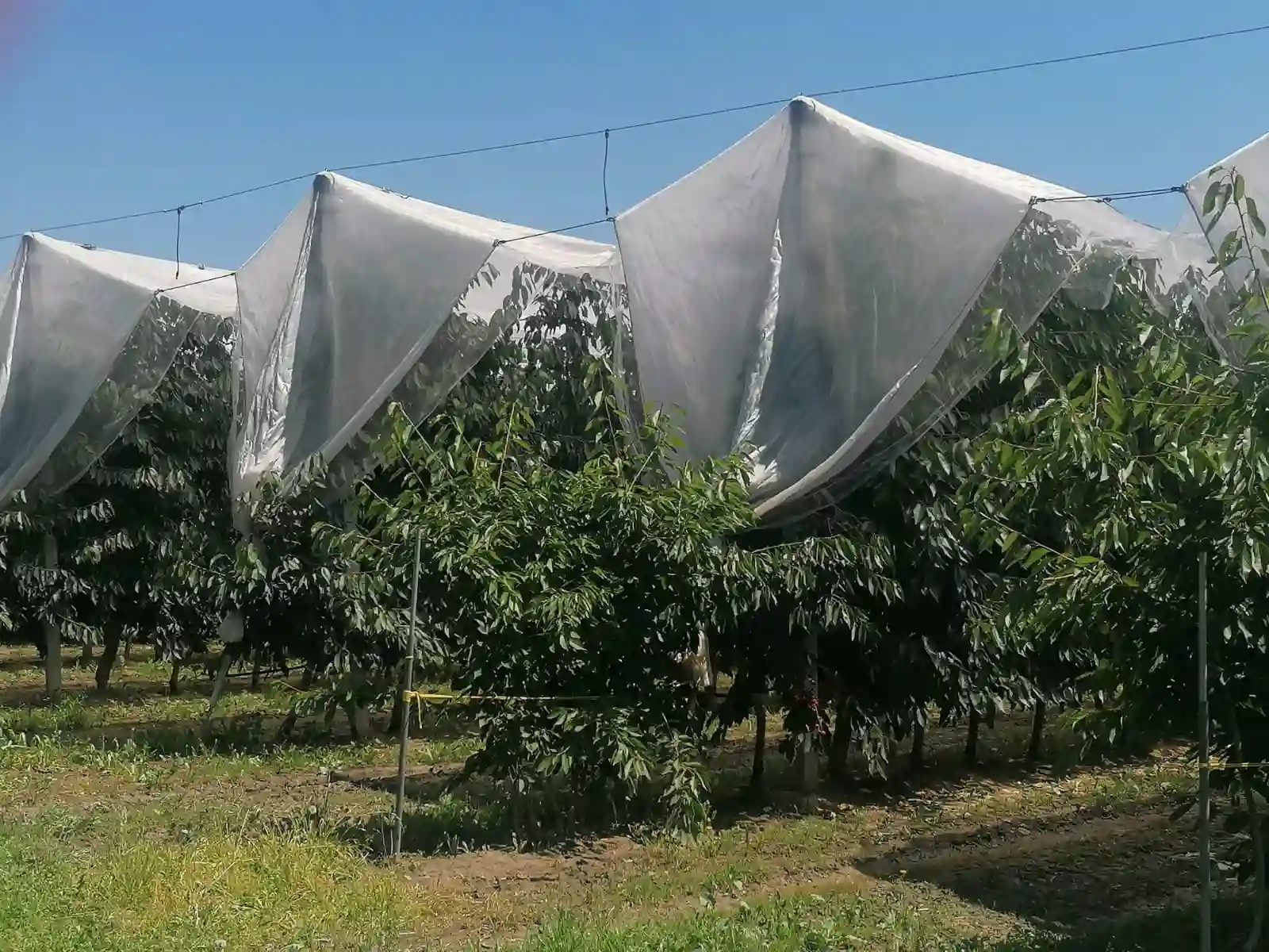 Anti-rain nets - Comavit